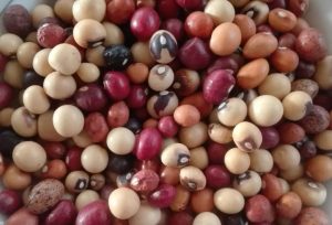 Mhunga (Pearl Millet) now available Zimbabwe's best online store