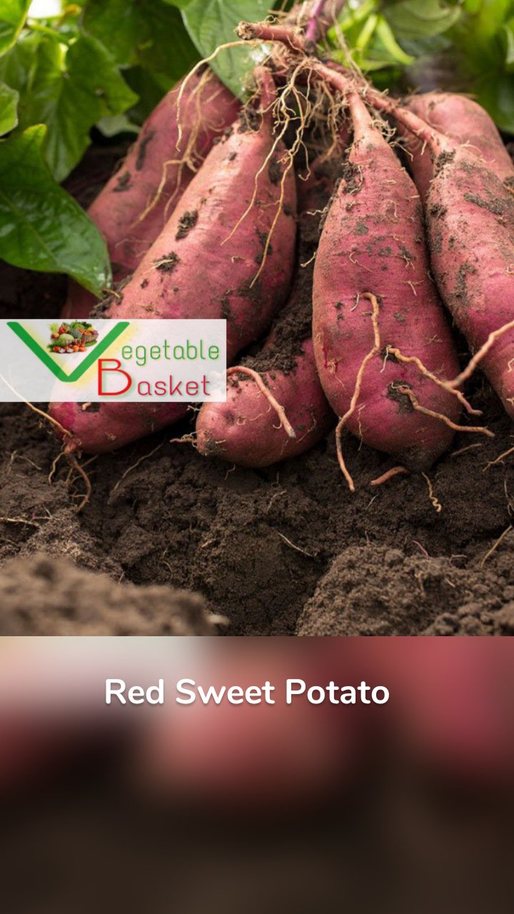 Red Sweet Potato, now in stock, place your order now! Fresh Vegetables ...